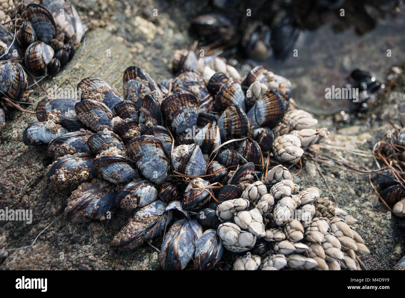 Grow on shells hi-res stock photography and images - Alamy