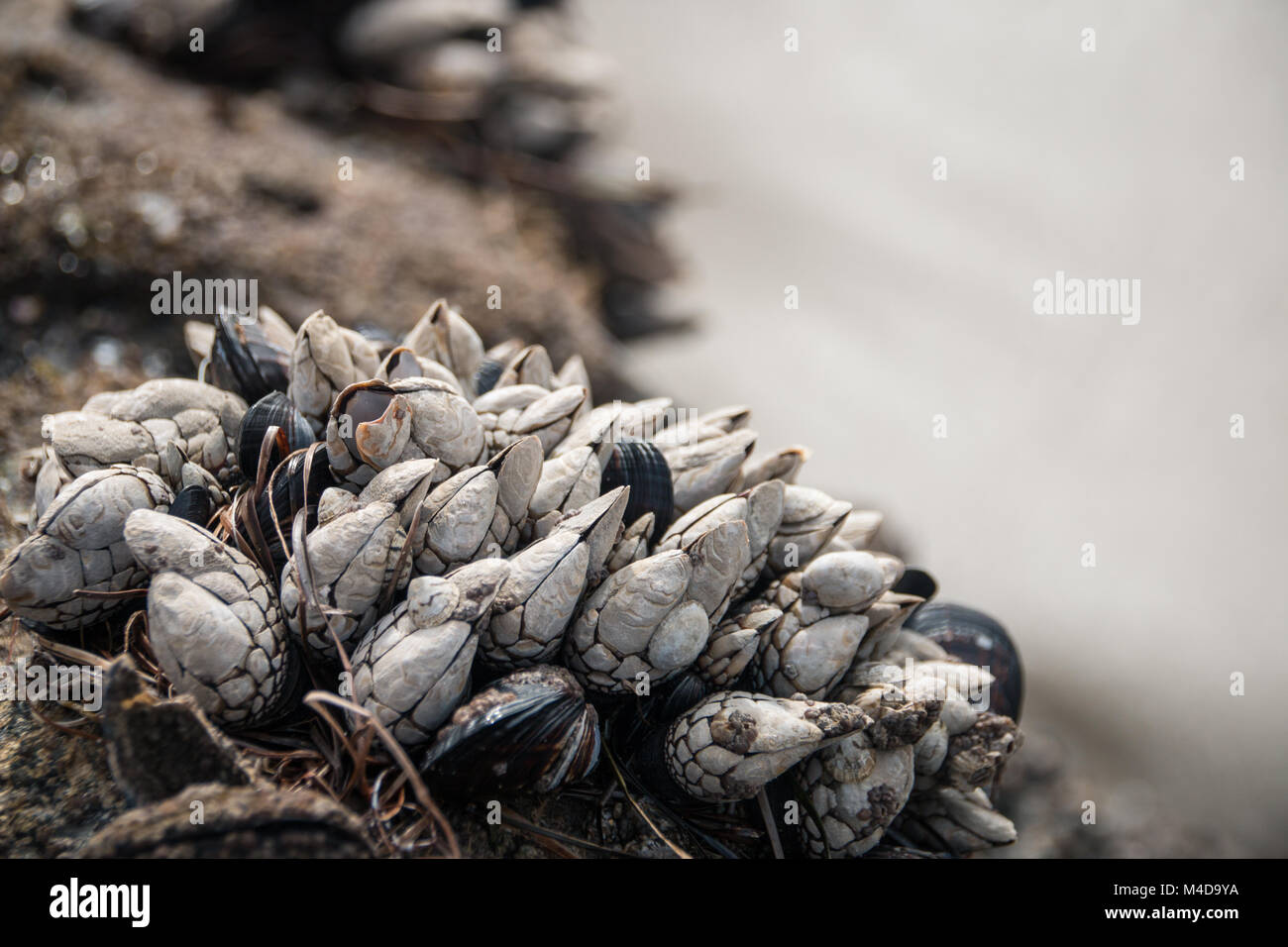 Shells growing on a rock at the beach Stock Photo - Alamy