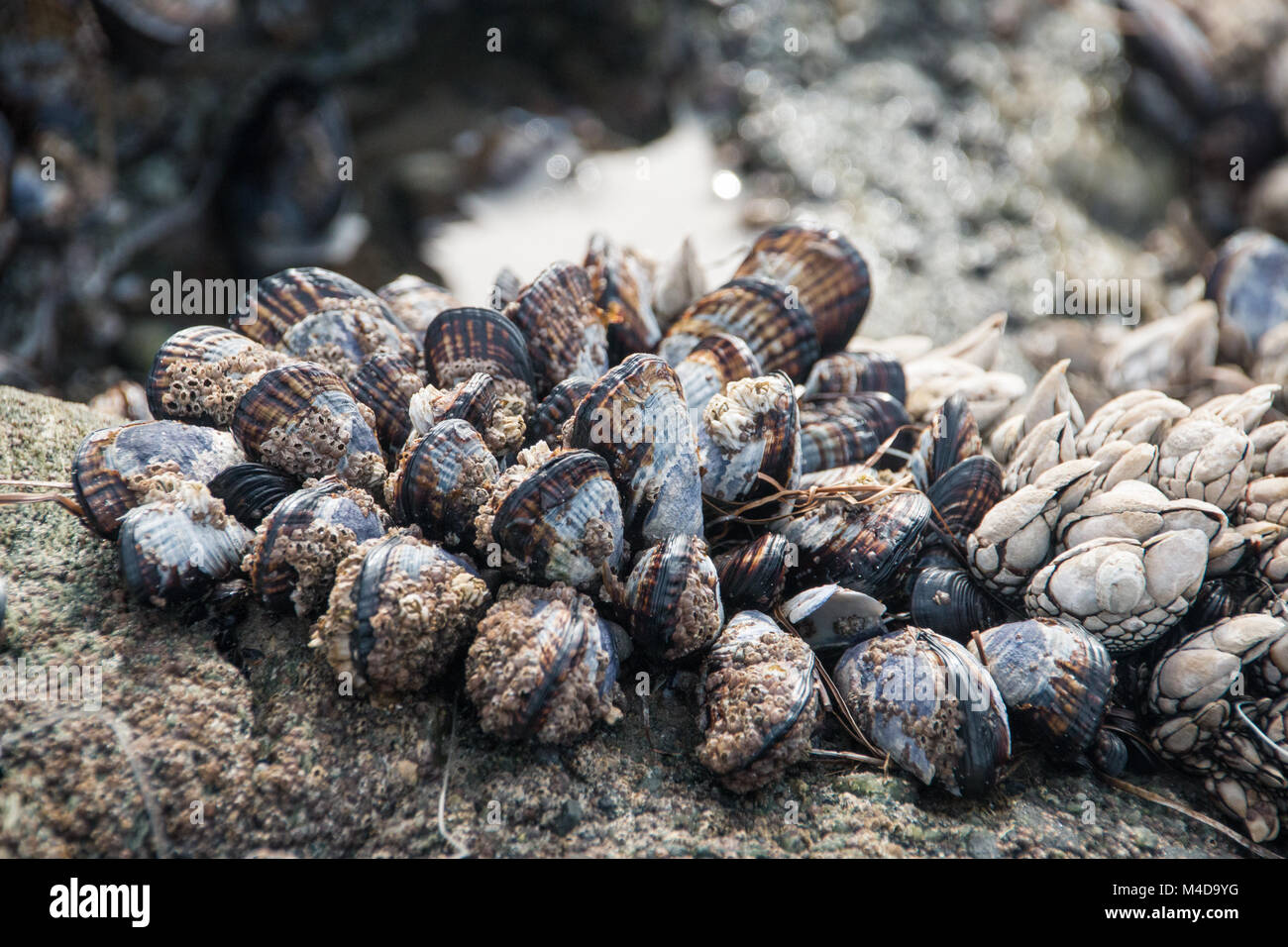 Grow on shells hi-res stock photography and images - Alamy