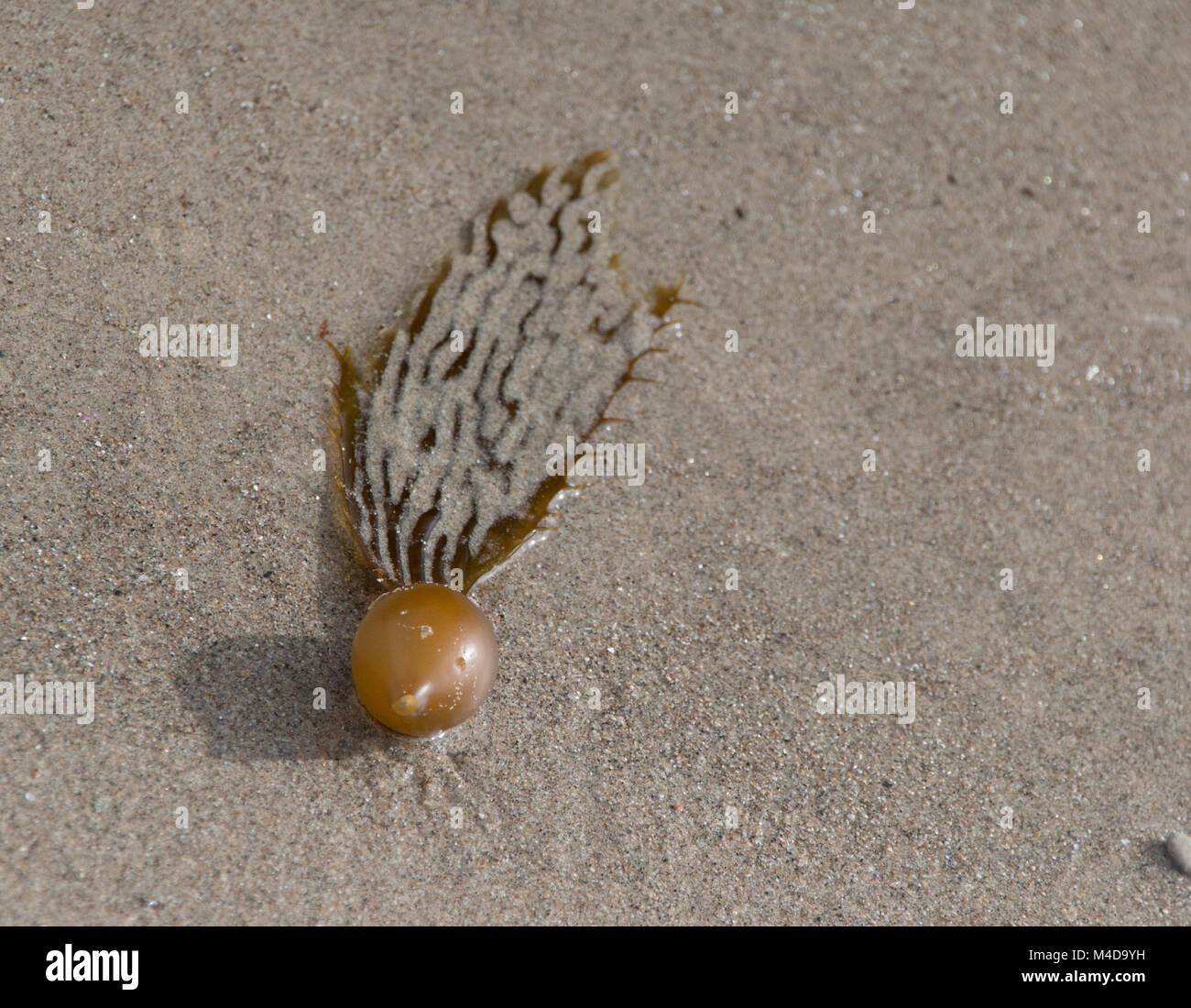Seaweed on beach california hi-res stock photography and images - Alamy