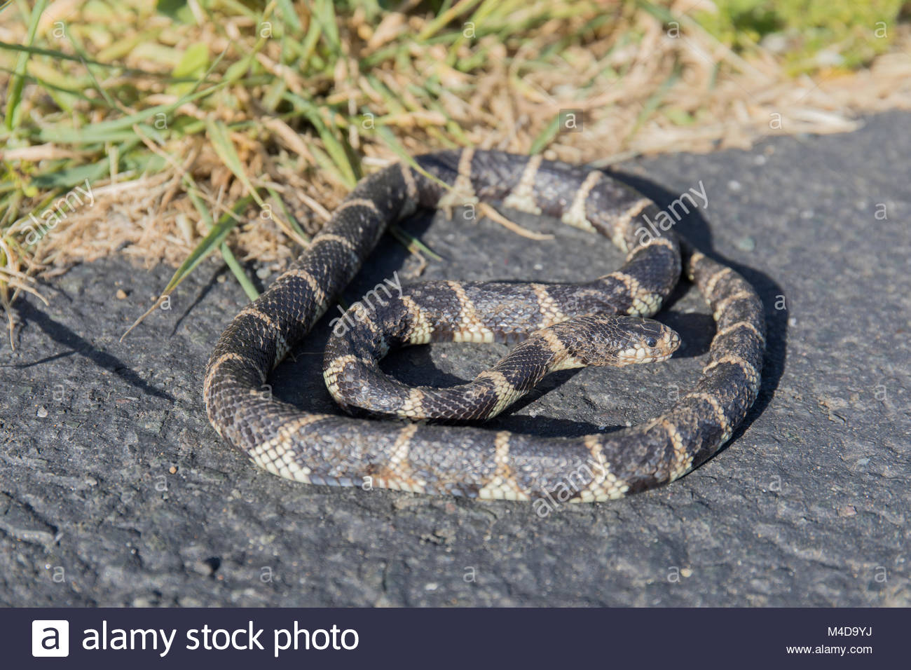 Common Kingsnake High Resolution Stock Photography and Images - Alamy