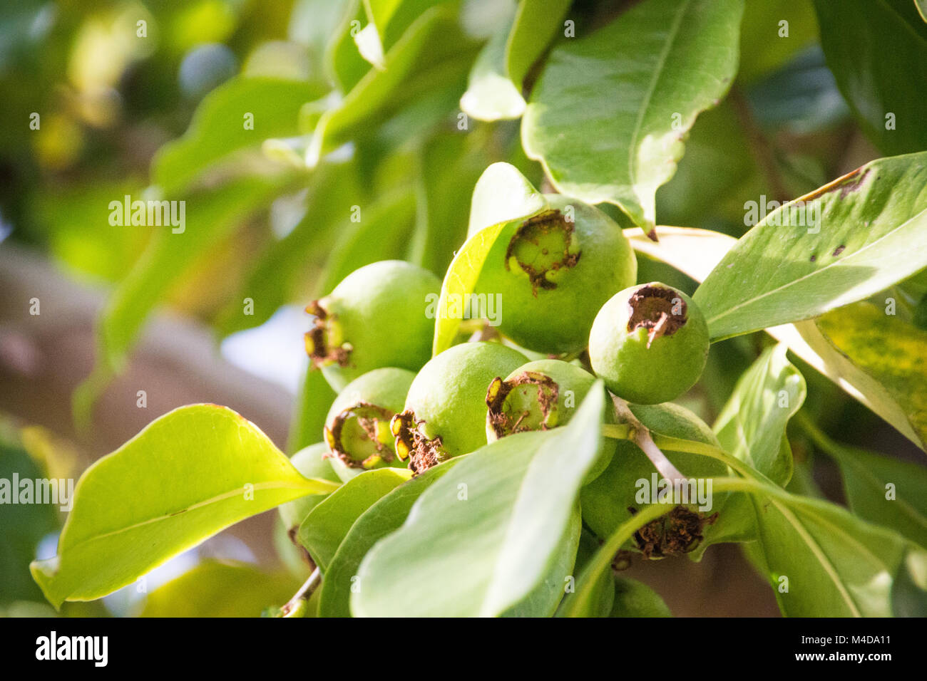 Tree guava hi-res stock photography and images - Alamy