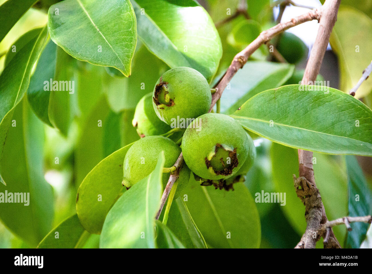 Green guava fruit growing on a tree Stock Photo - Alamy