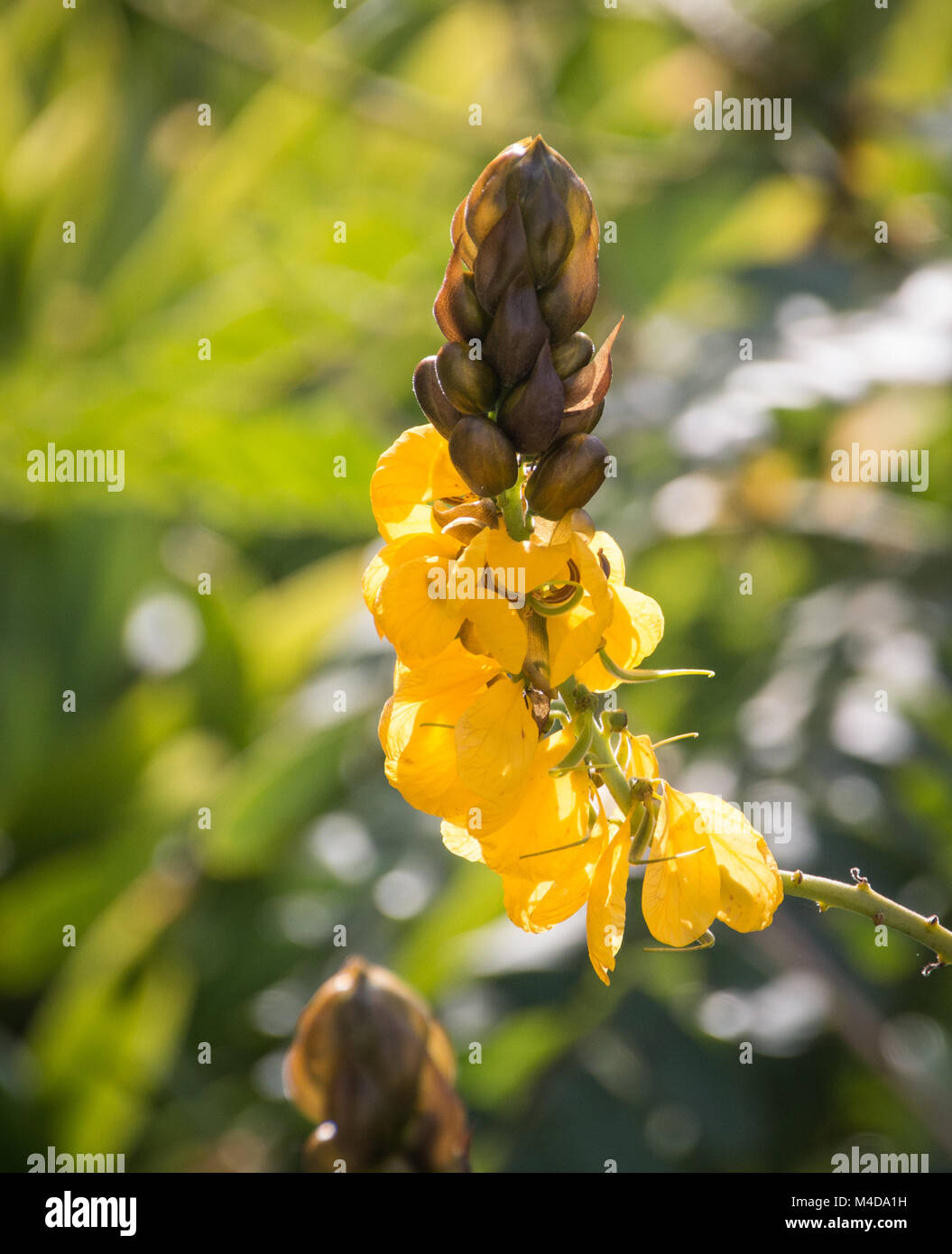 Single Yellow flowers of the popcorn bush Stock Photo - Alamy
