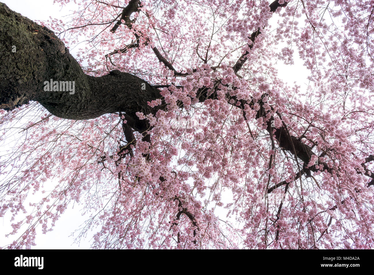cherry blossoms in spring Stock Photo - Alamy