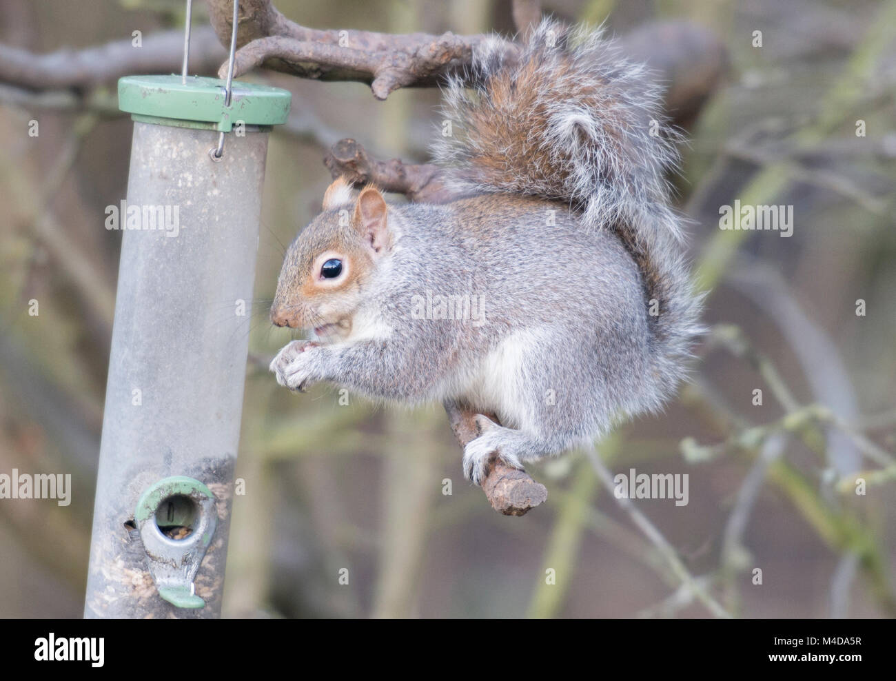 A cheeky Grey Squirrel stealing the bird food from the feeders Stock ...