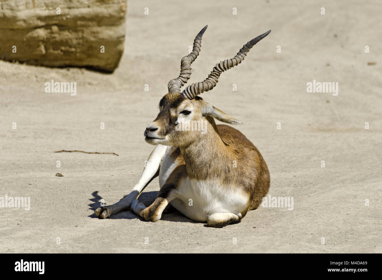 Indian blackbuck hi-res stock photography and images - Alamy