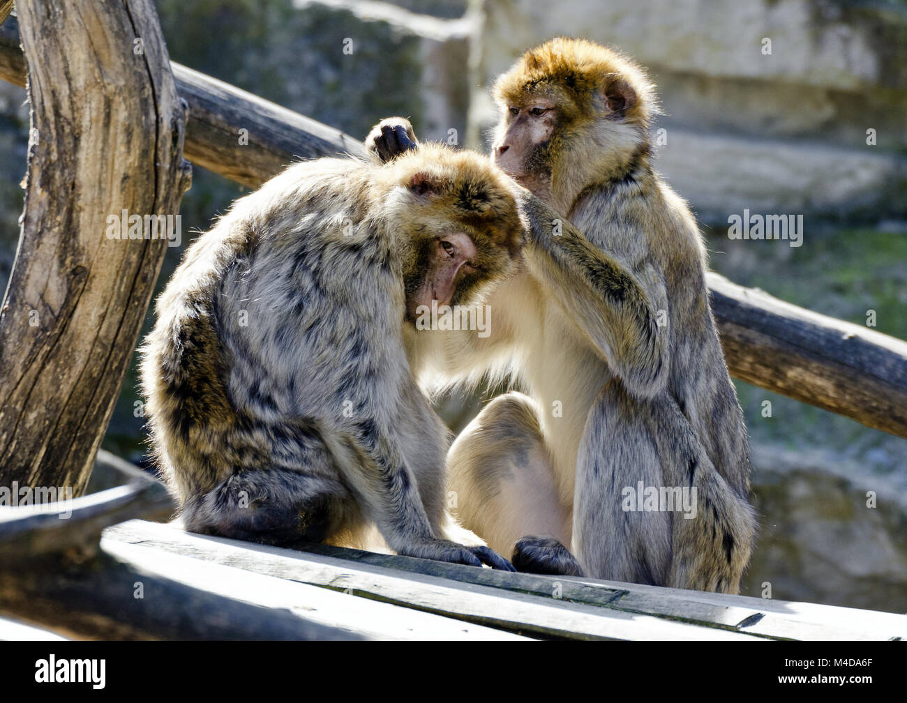 barbarian ape grooming the fur of another one Stock Photo - Alamy