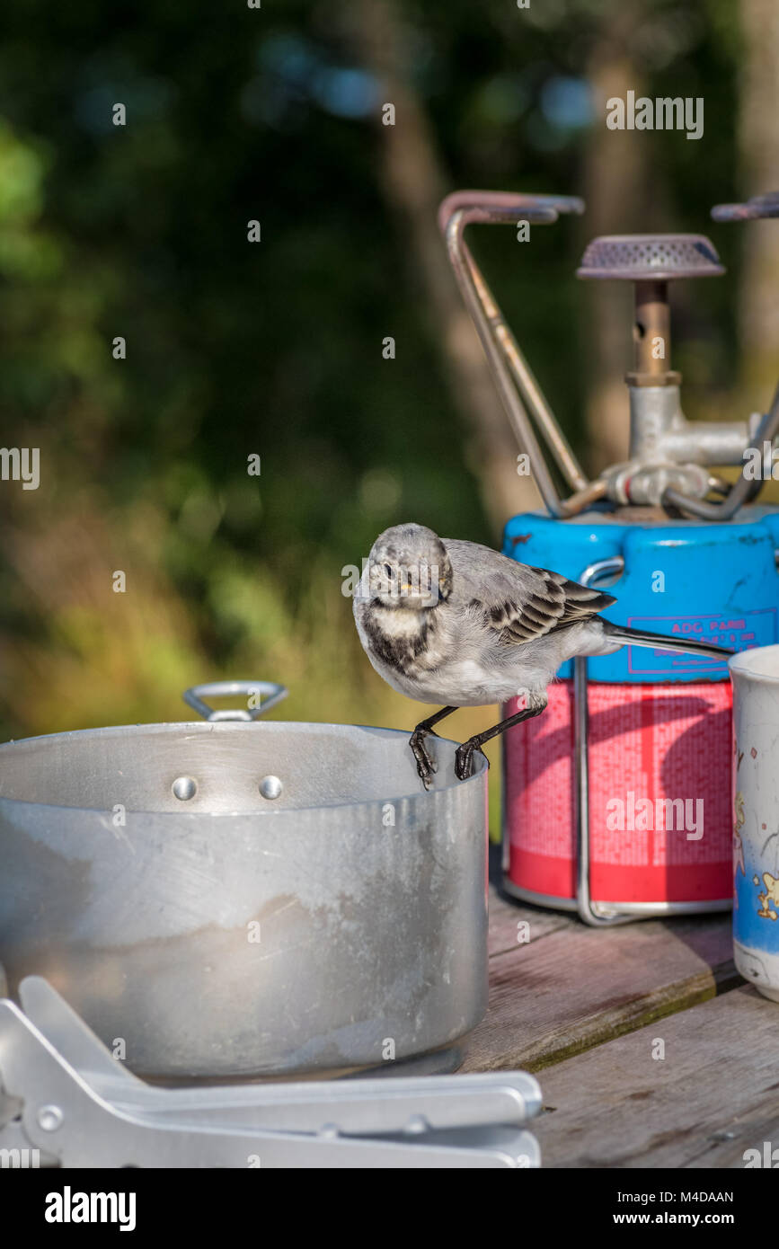 Little songbird at the campingside Stock Photo - Alamy