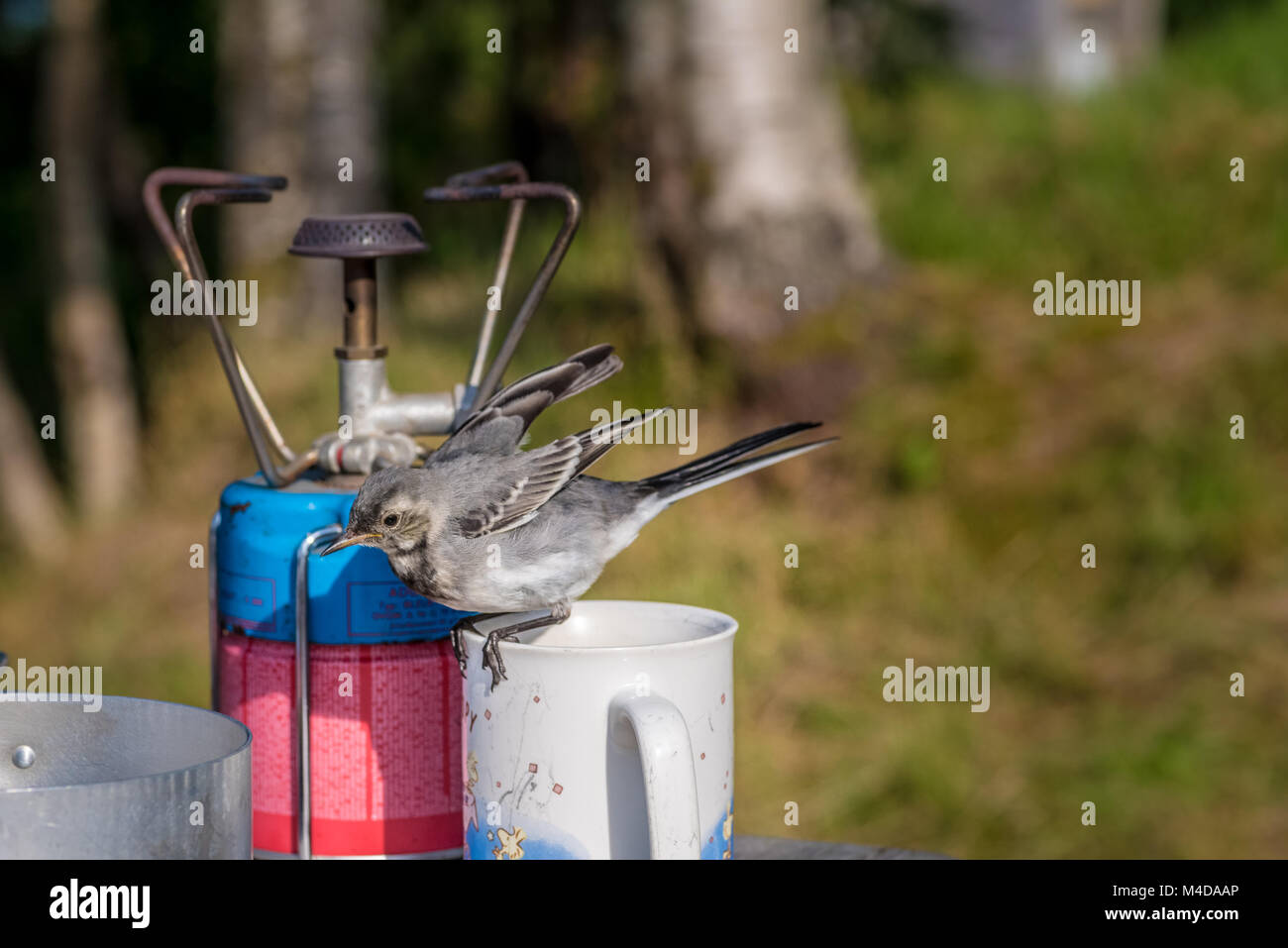 Songbird hi-res stock photography and images - Alamy