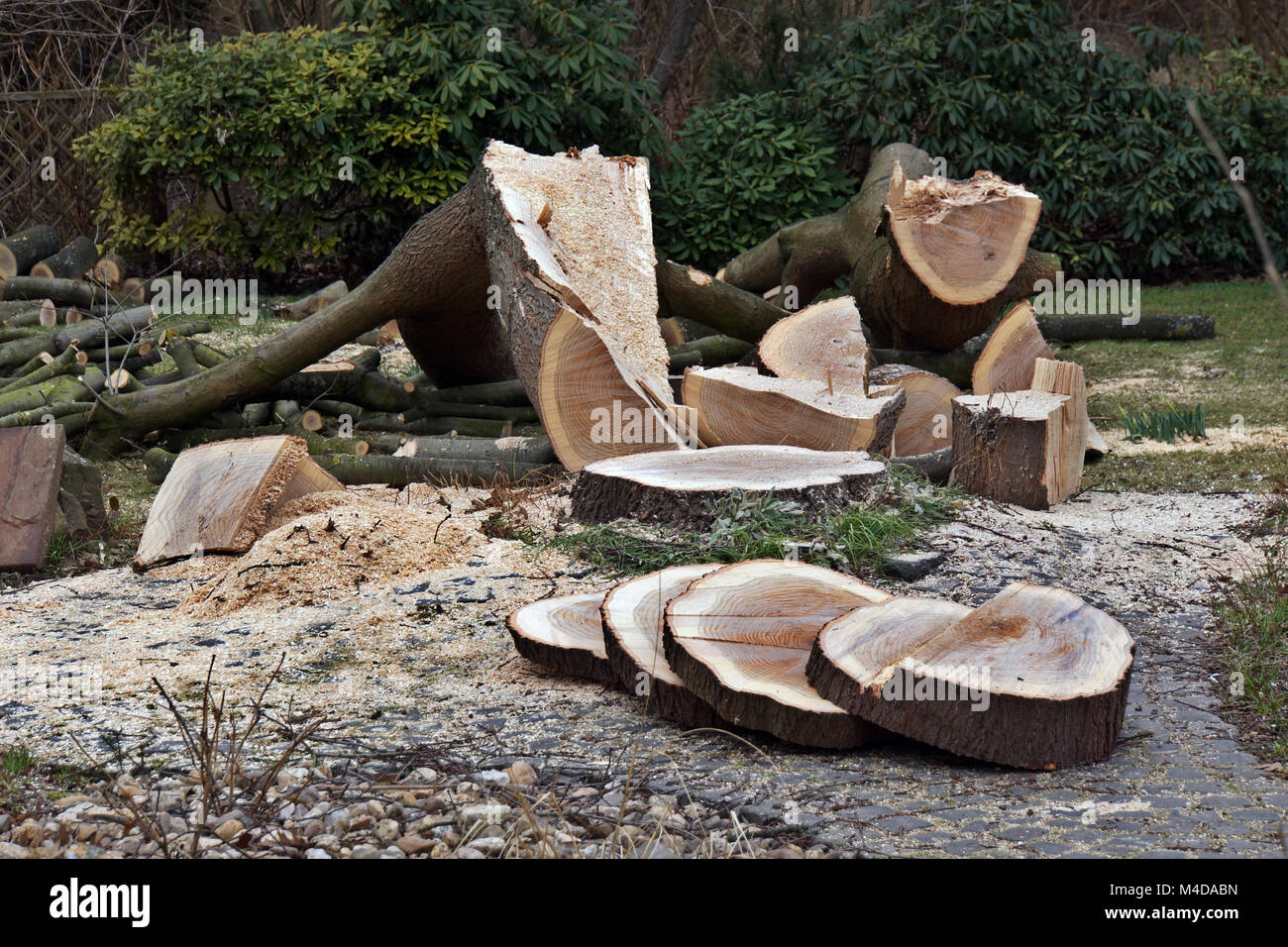 felling of an oak tree in the garden Stock Photo - Alamy