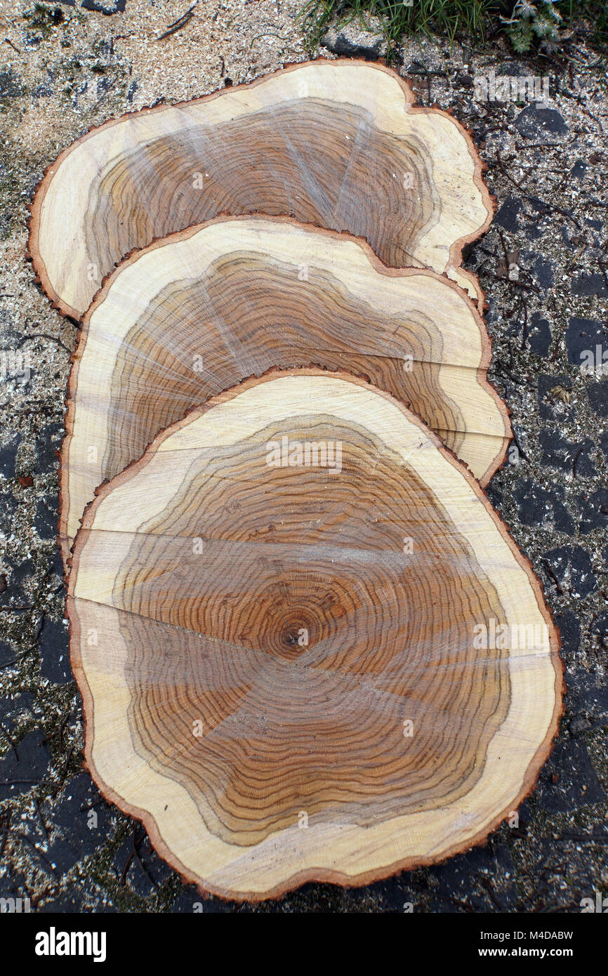 felling of an oak tree in the garden Stock Photo - Alamy