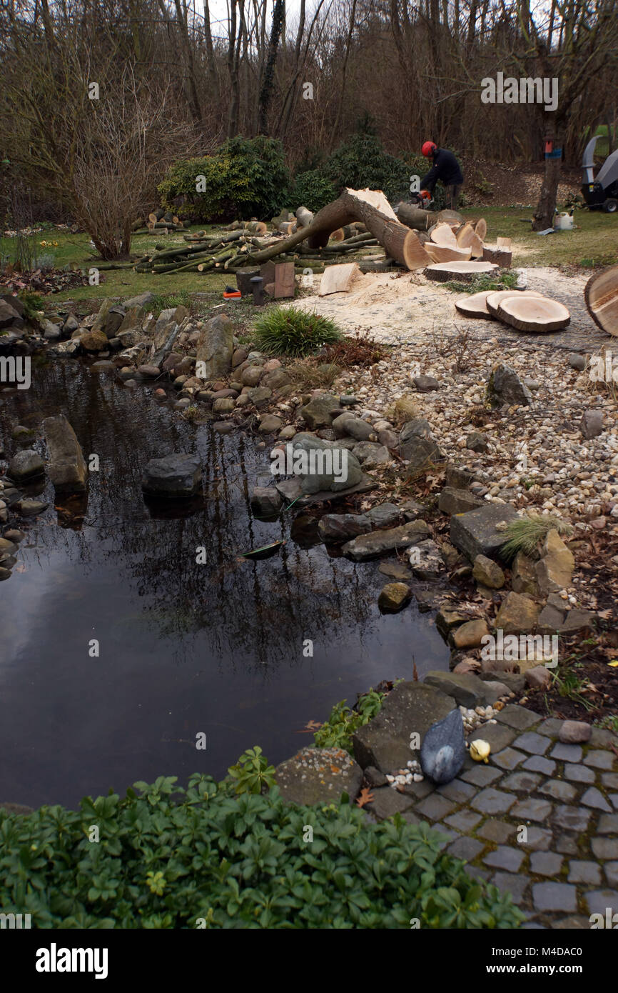 Felling an oak hi-res stock photography and images - Alamy