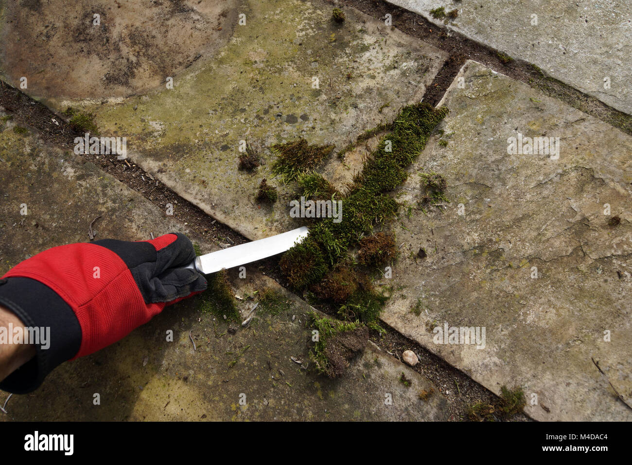 removal of moss on the terrace Stock Photo - Alamy