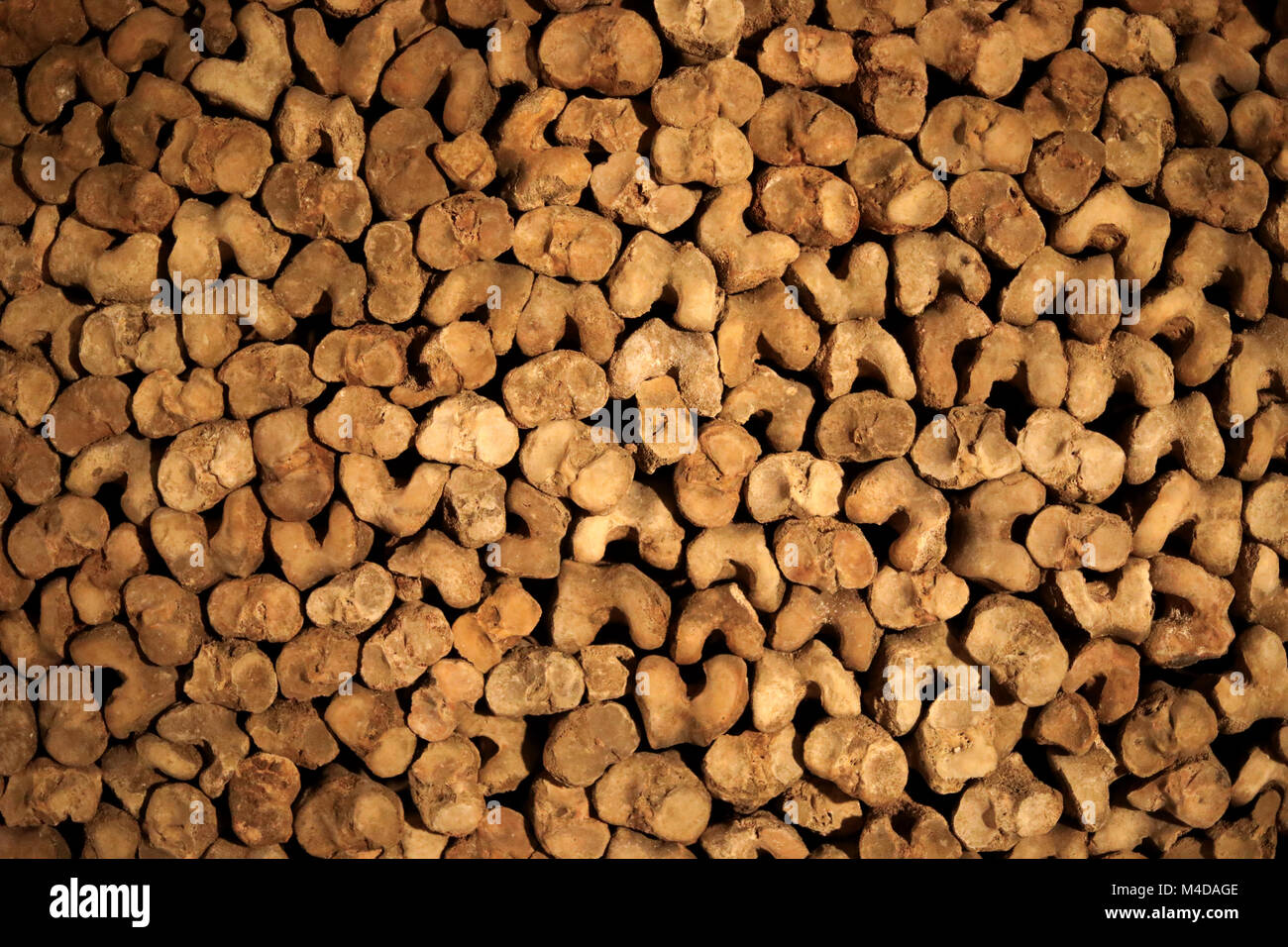 Stack of bones hi-res stock photography and images - Alamy