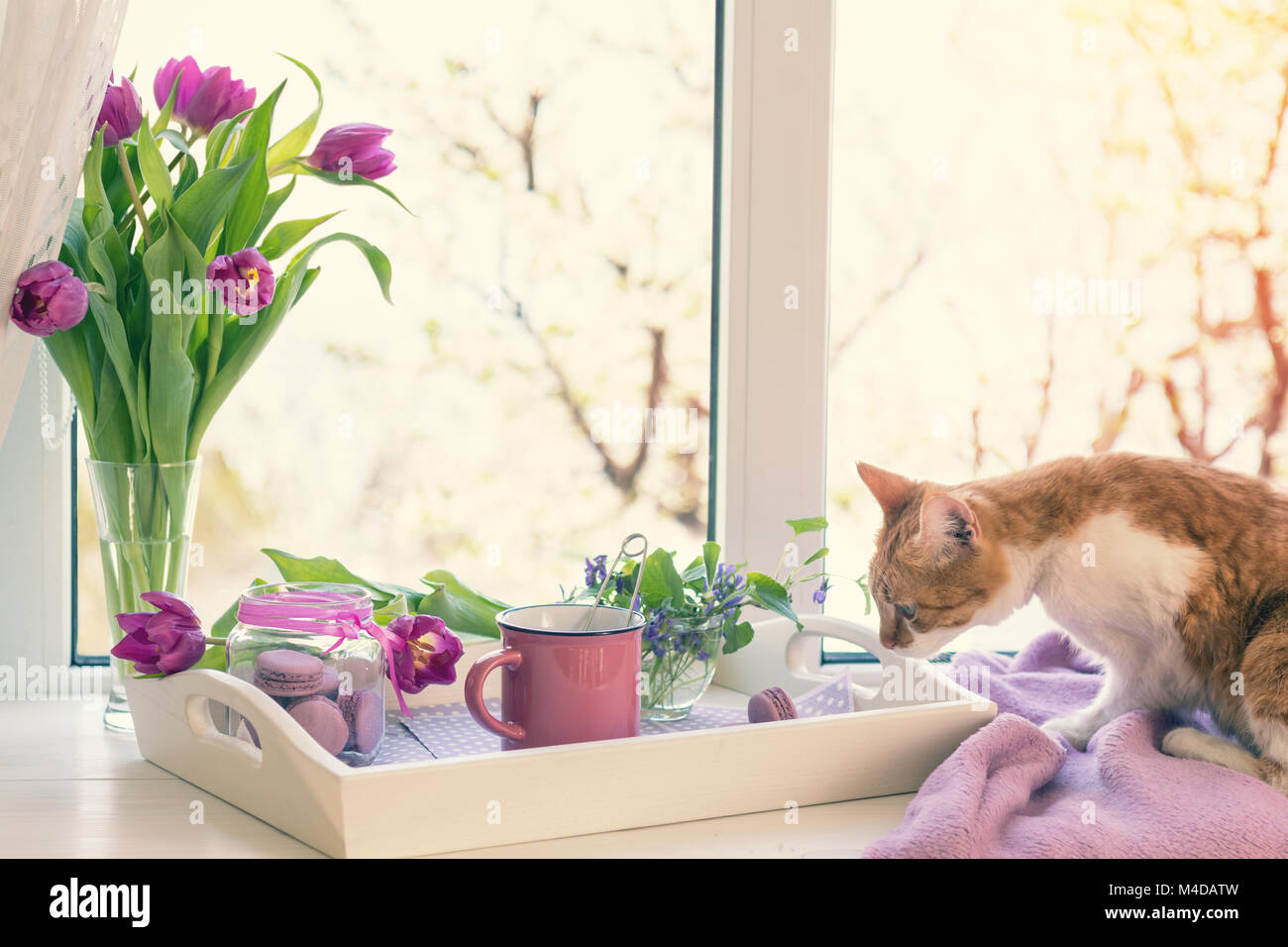 Violet sunshine cozy home concept Stock Photo - Alamy