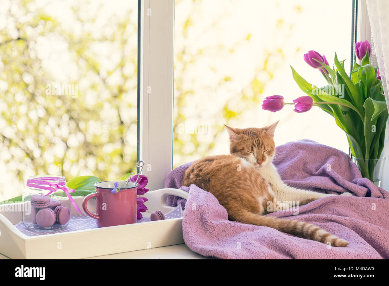 Cozy home concept hi-res stock photography and images - Alamy