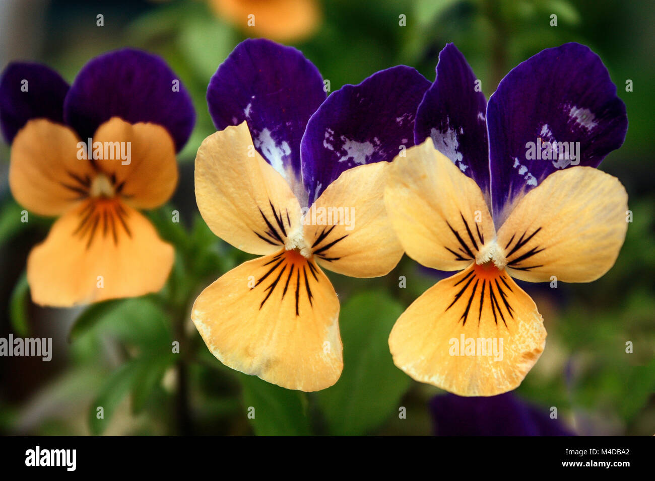 Yellow and purple violas Stock Photo - Alamy