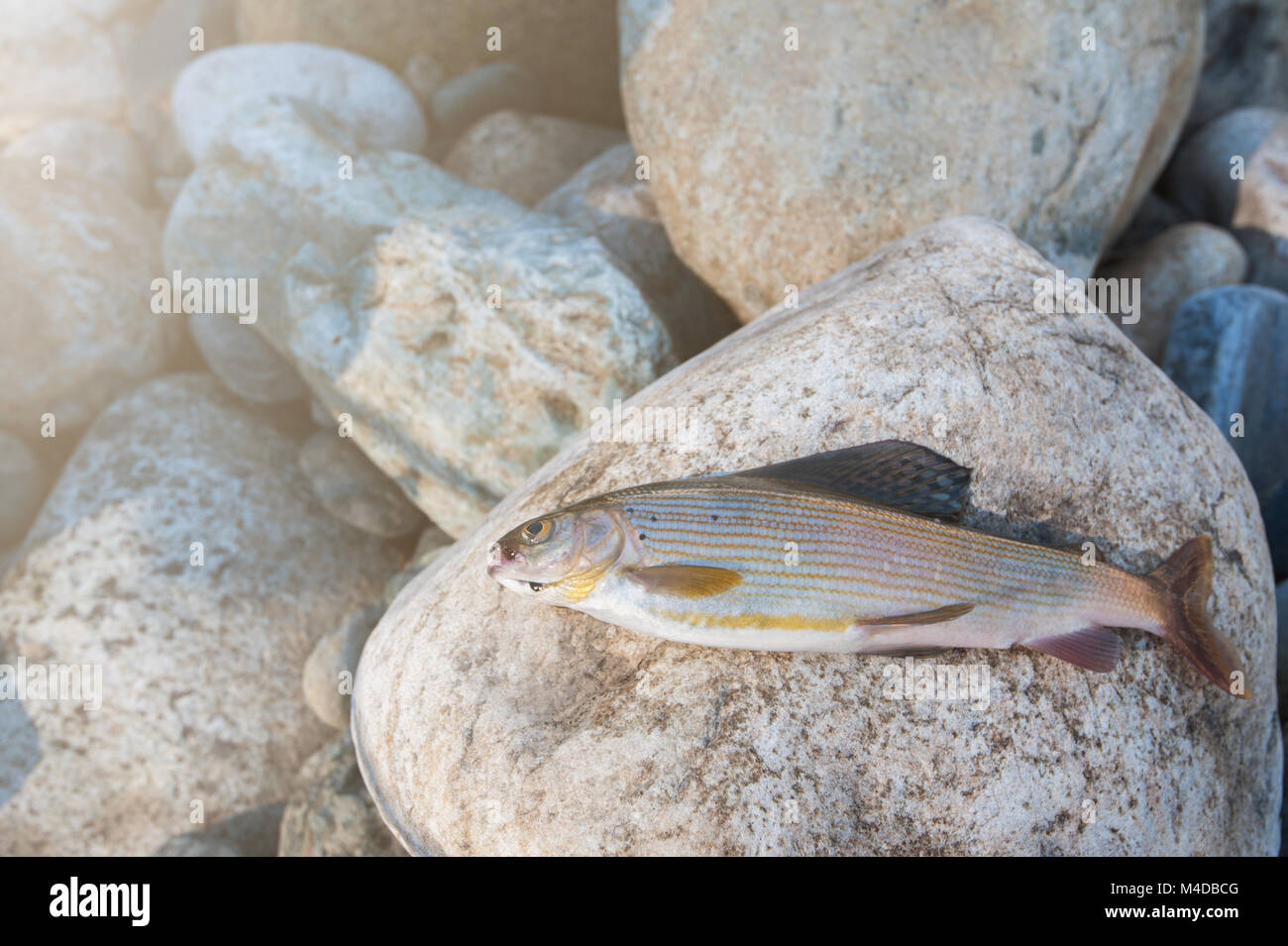 Arctic whitefish hi-res stock photography and images - Alamy