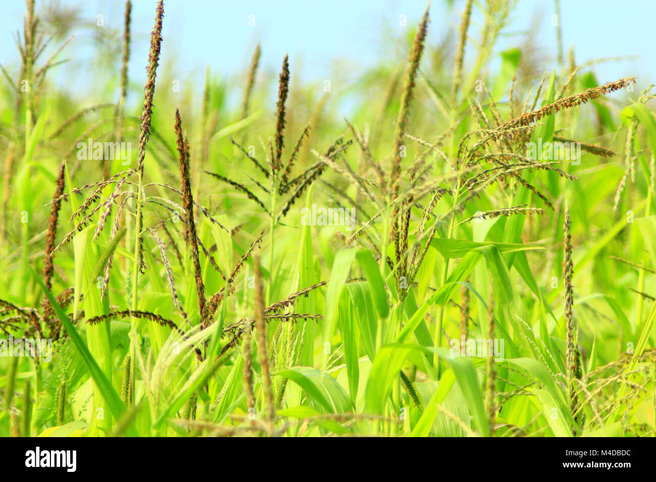 field of maize with flowers and leaves Stock Photo - Alamy