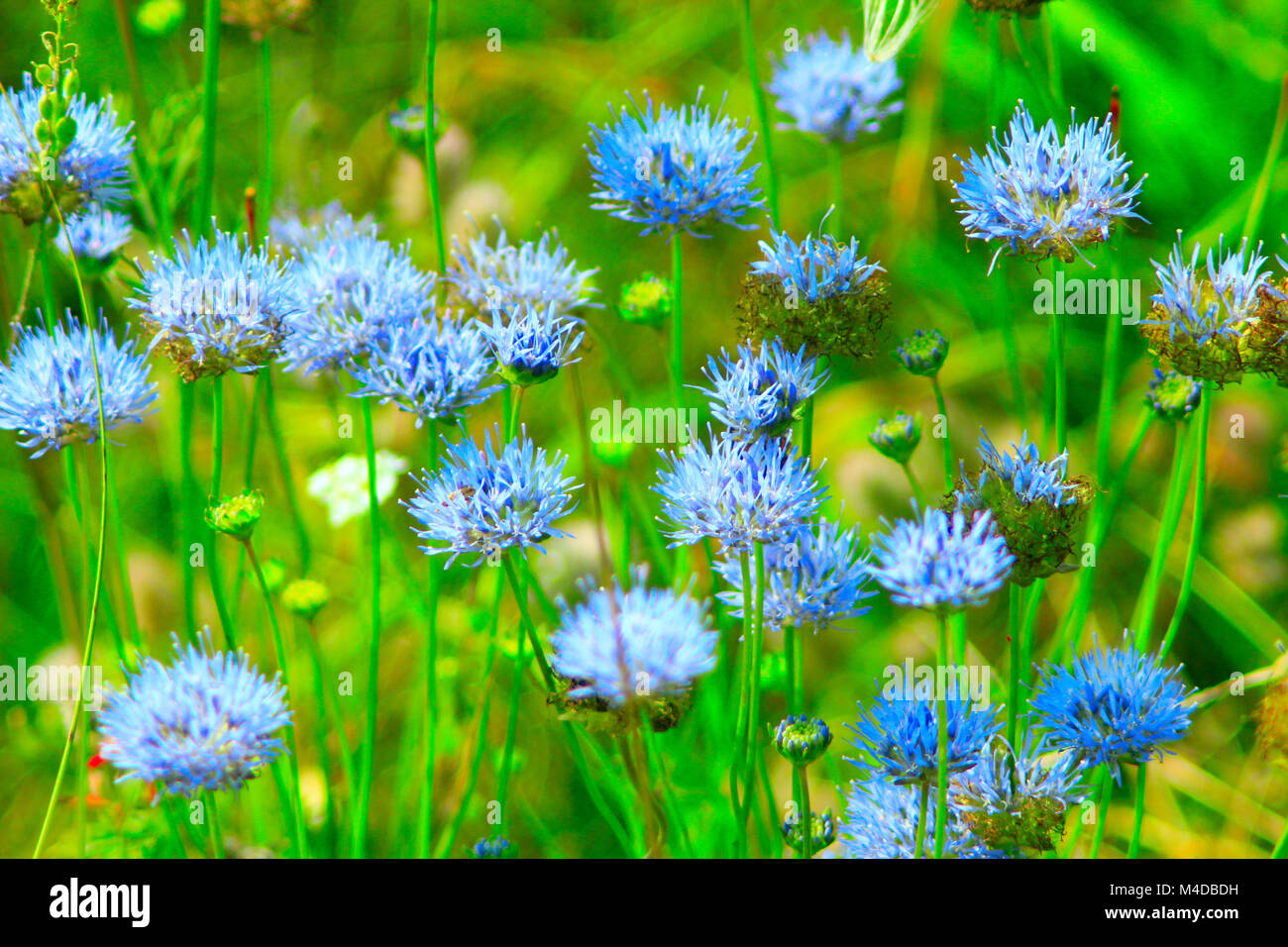 a lot of blue flowers Centaurea in the meadow Stock Photo - Alamy