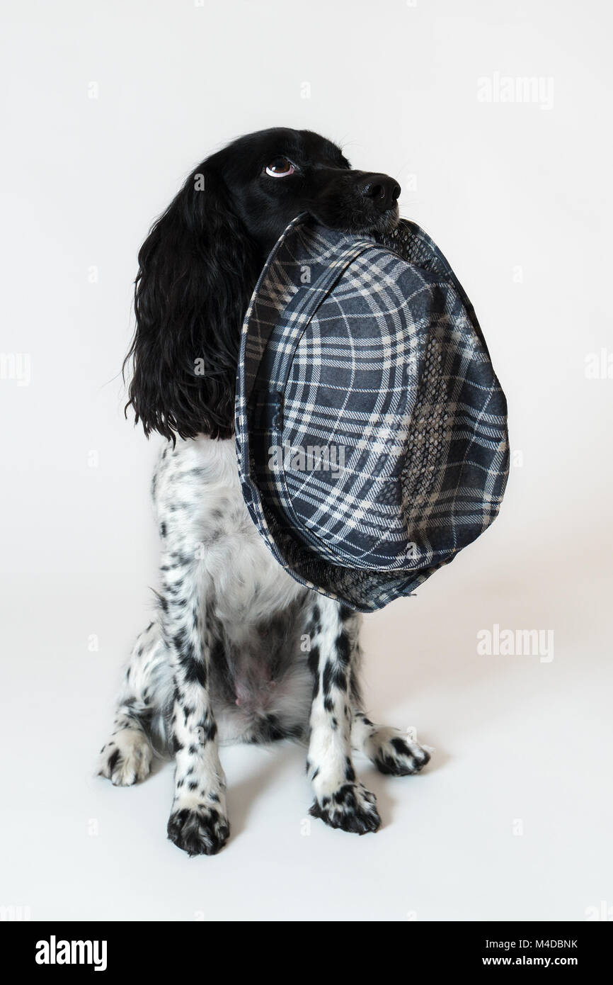 Beautiful female spaniel has a hat in his mouth on white background ...
