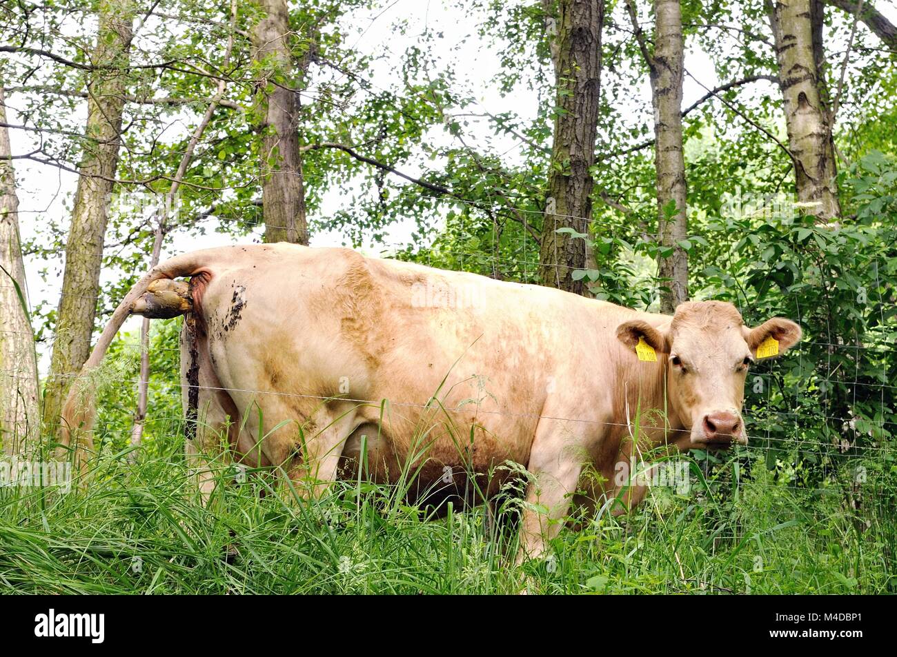 Cow giving birth calf hi-res stock photography and images - Alamy