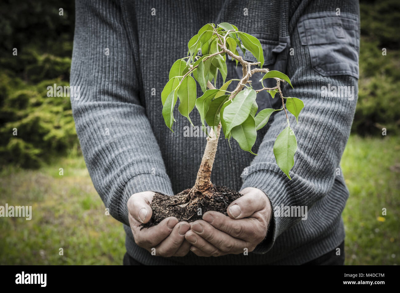 Hands planting tree hi-res stock photography and images - Alamy