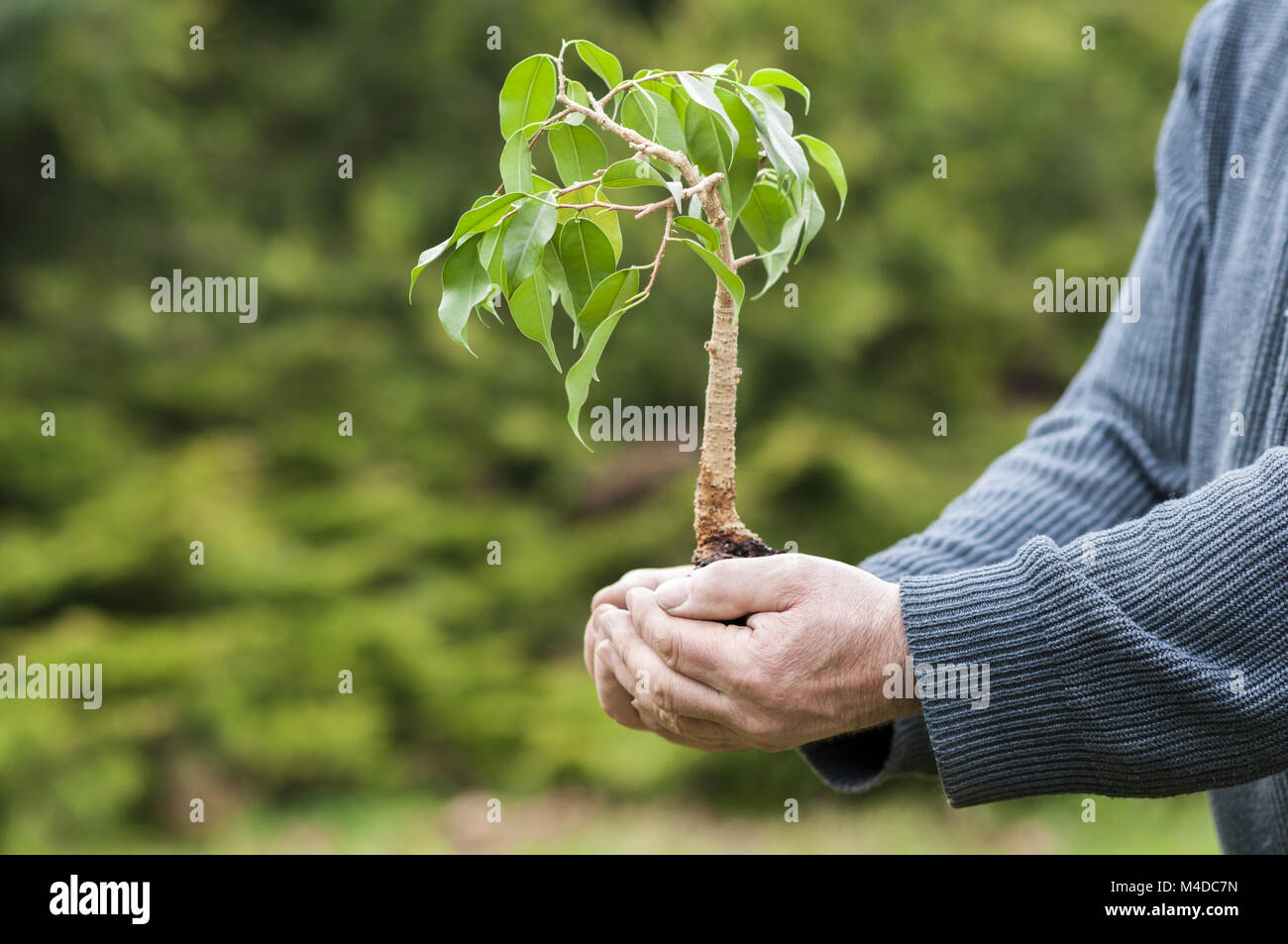 Hands holding a tree Stock Photo - Alamy