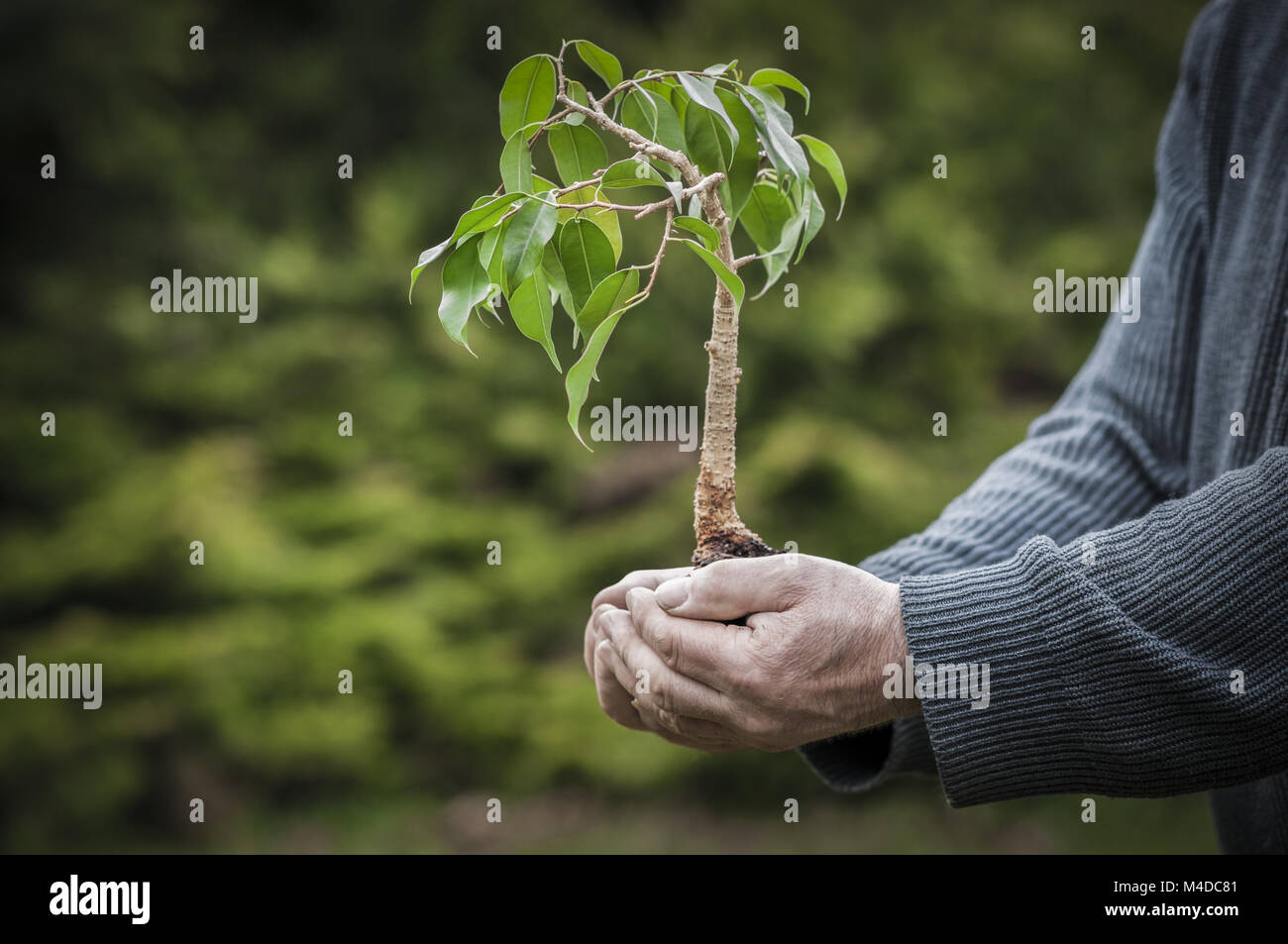 Hands holding a tree Stock Photo - Alamy