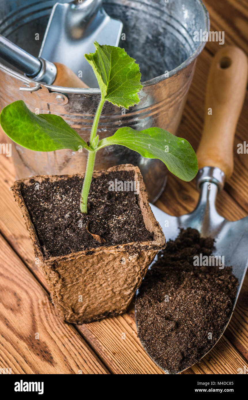Zucchini seedlings hi-res stock photography and images - Alamy