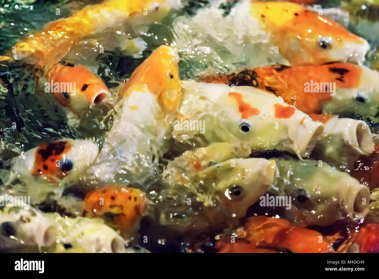 Koi - an ornamental domesticated fish Stock Photo - Alamy