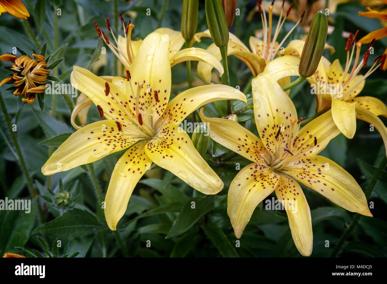 Big beautiful yellow Lily flowers Stock Photo - Alamy