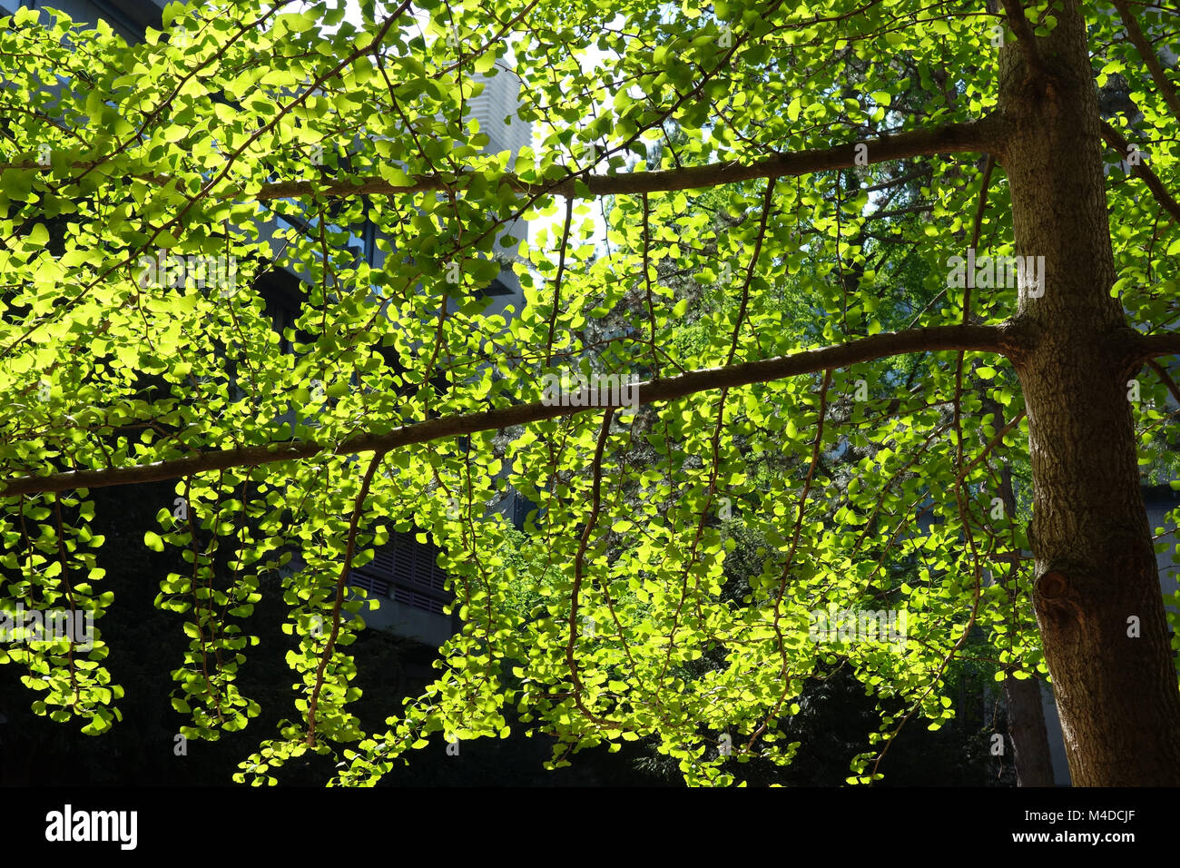 Ginkgo biloba, Maidenhair Tree Stock Photo - Alamy