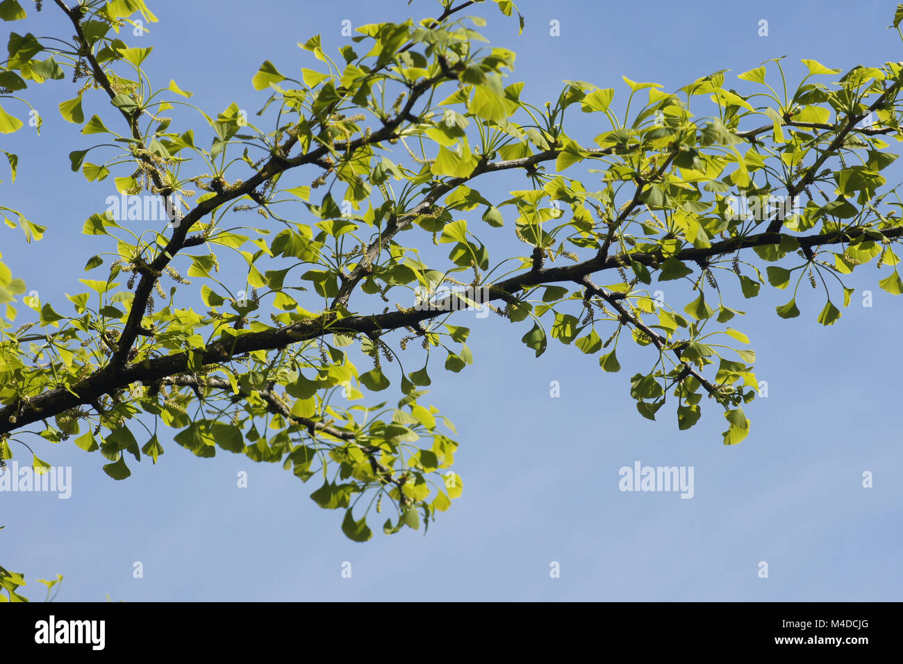 Ginkgo ginkgo biloba blossoms hi-res stock photography and images - Alamy