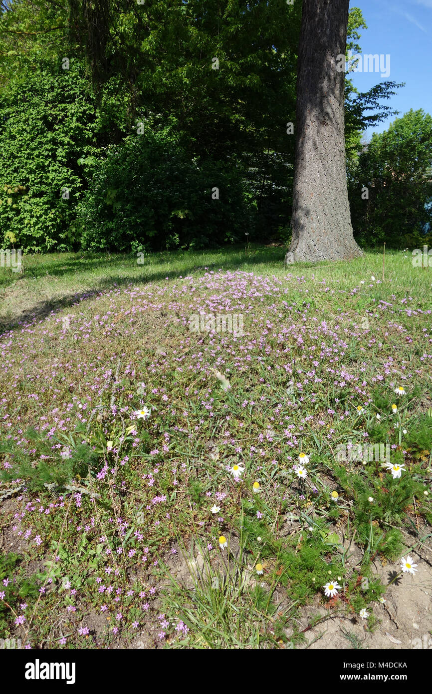 Erodium cicutarium, Redstem Storksbill Stock Photo - Alamy