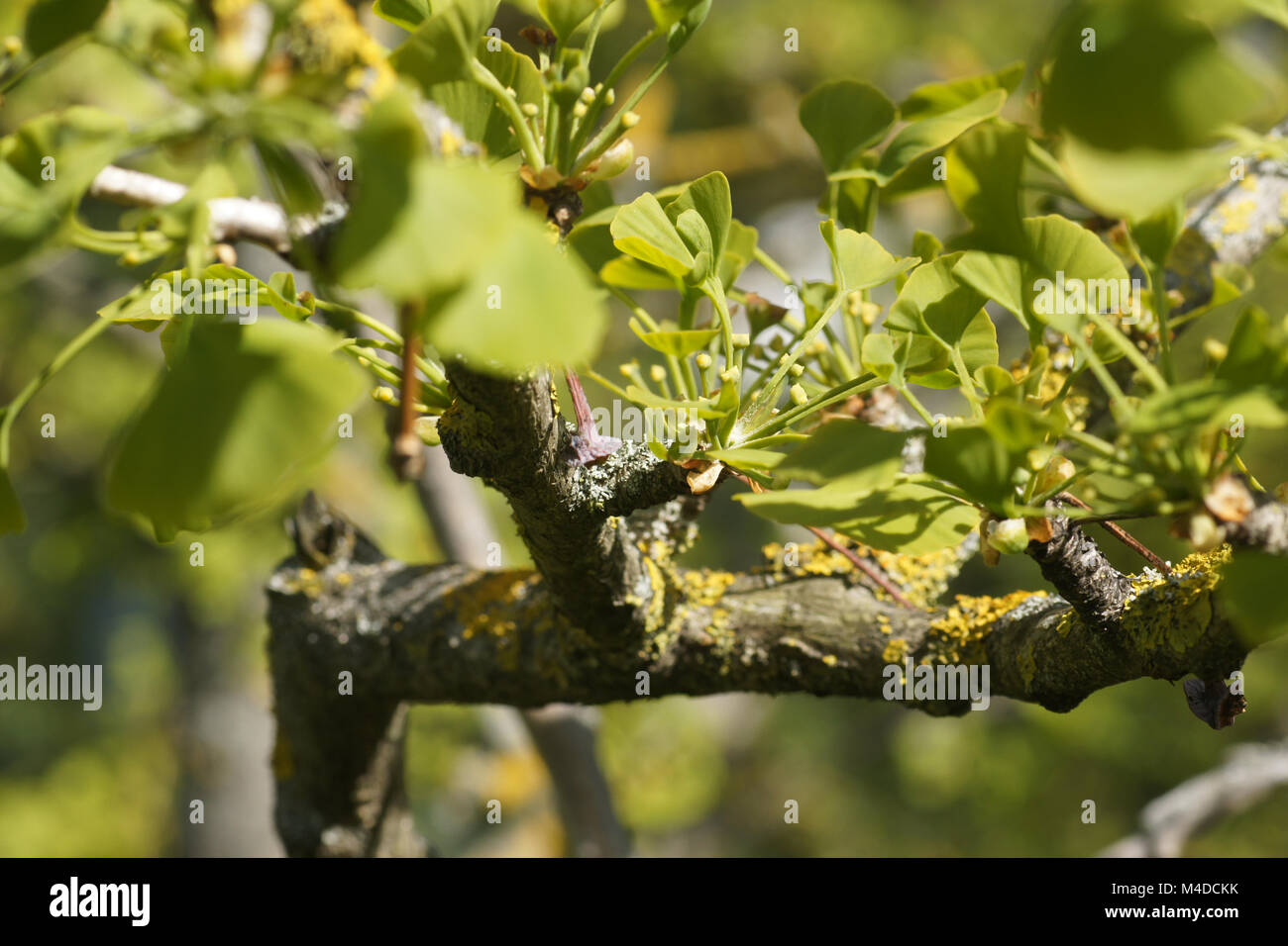 Female tree hi-res stock photography and images - Alamy