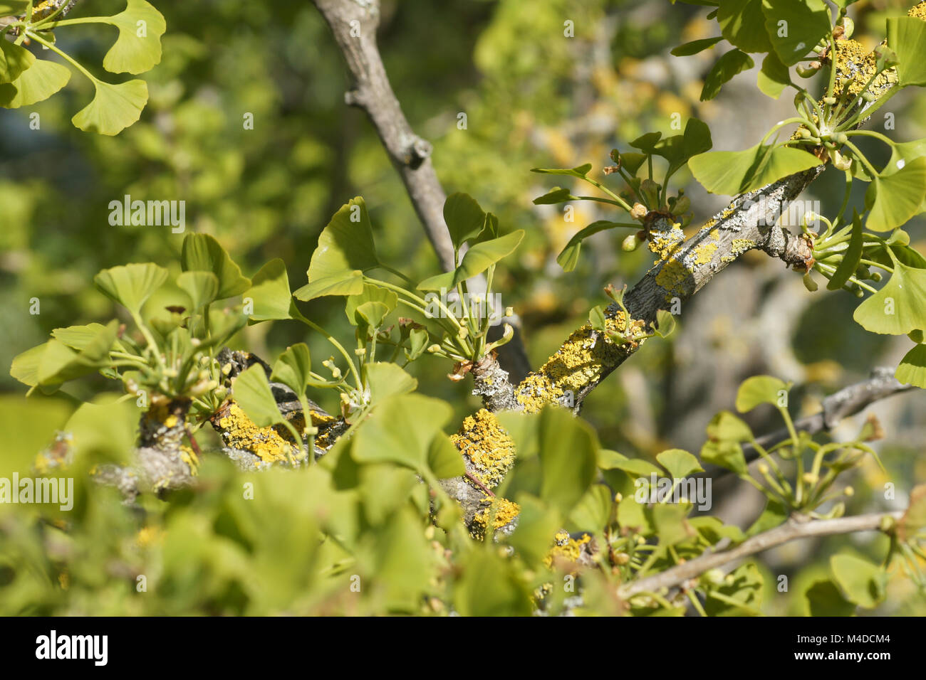 Ginkgo ginkgo biloba blossoms hi-res stock photography and images - Alamy