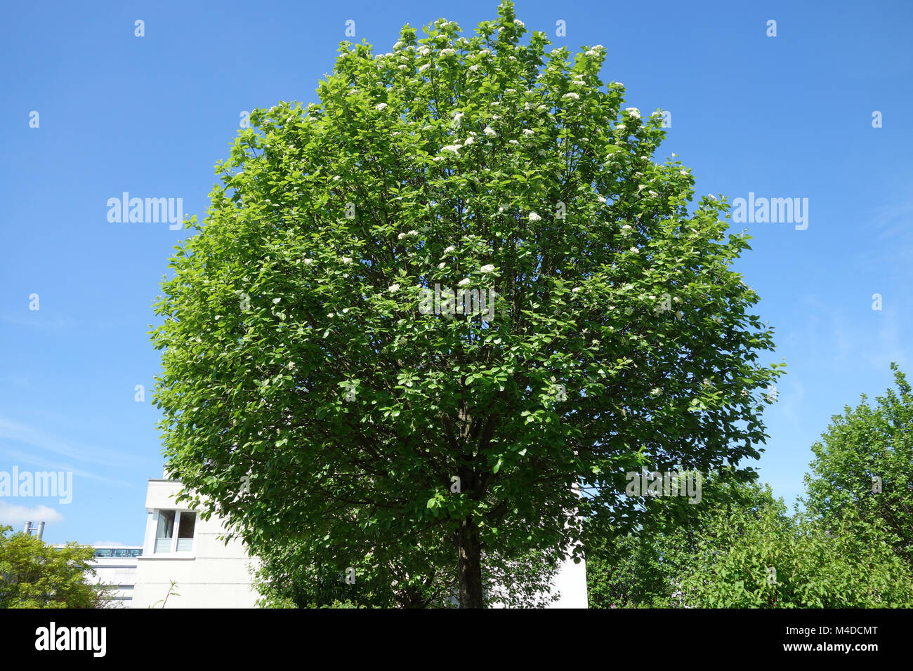 Sorbus aria, Whitebeam Stock Photo - Alamy