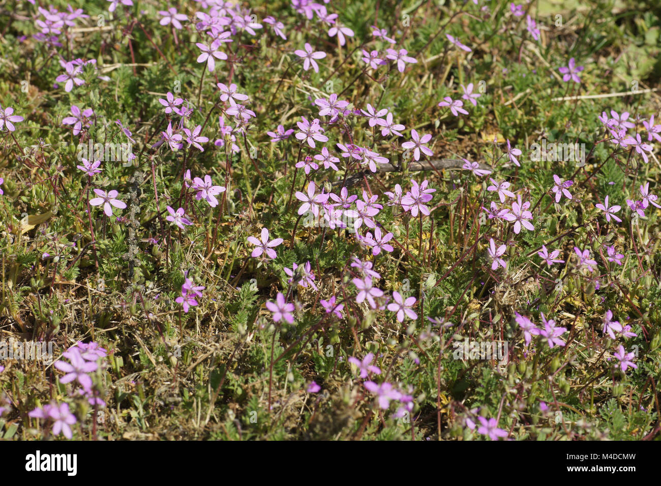 Erodium cicutarium, Redstem Storksbill Stock Photo - Alamy