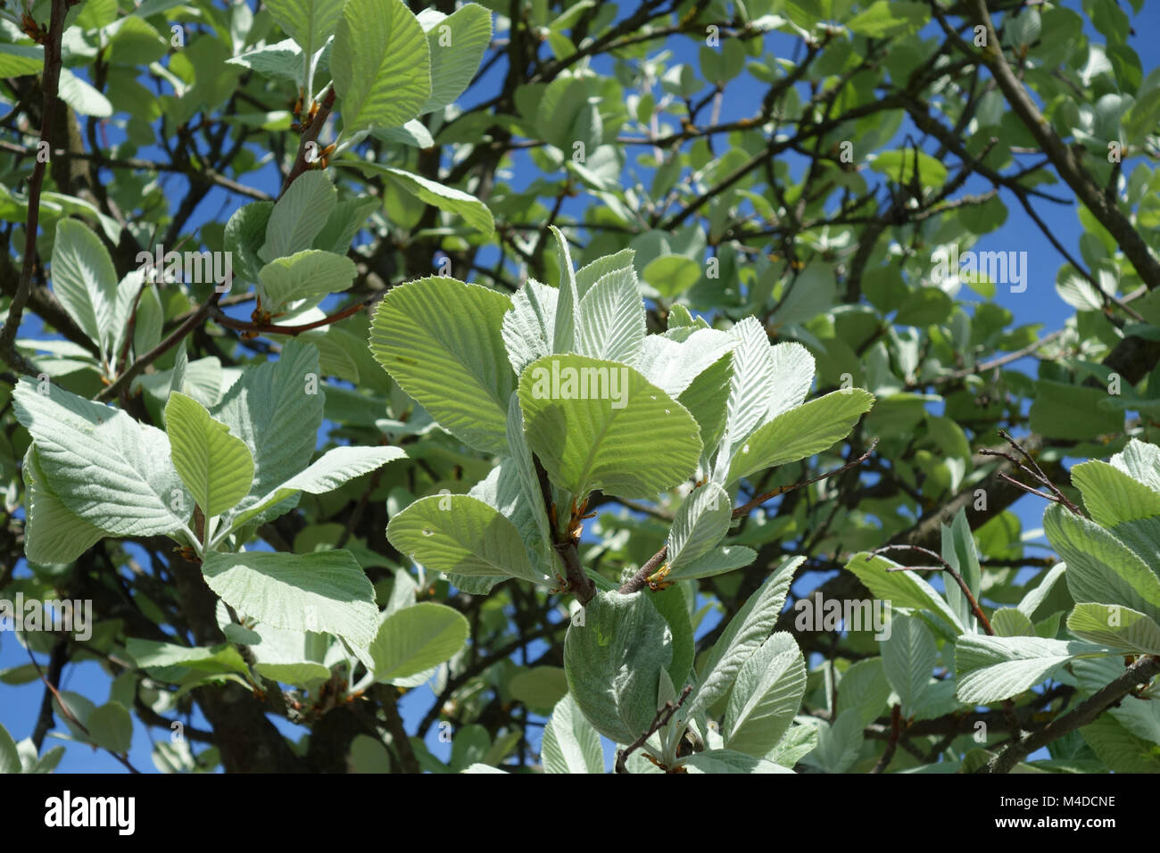 Sorbus aria Magnifica, Whitebeam Stock Photo - Alamy