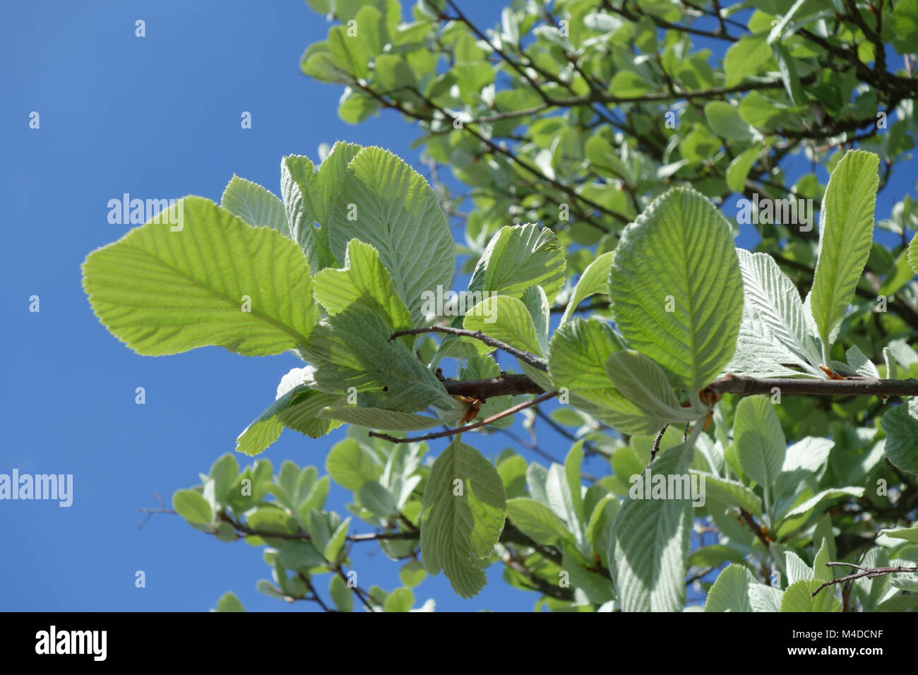 Sorbus aria Magnifica, Whitebeam Stock Photo - Alamy