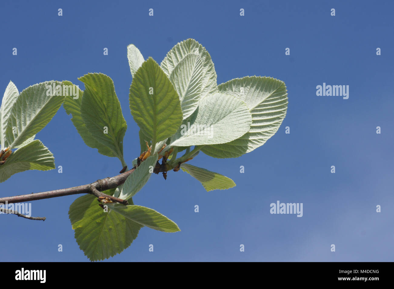 Sorbus aria Magnifica, Whitebeam Stock Photo - Alamy