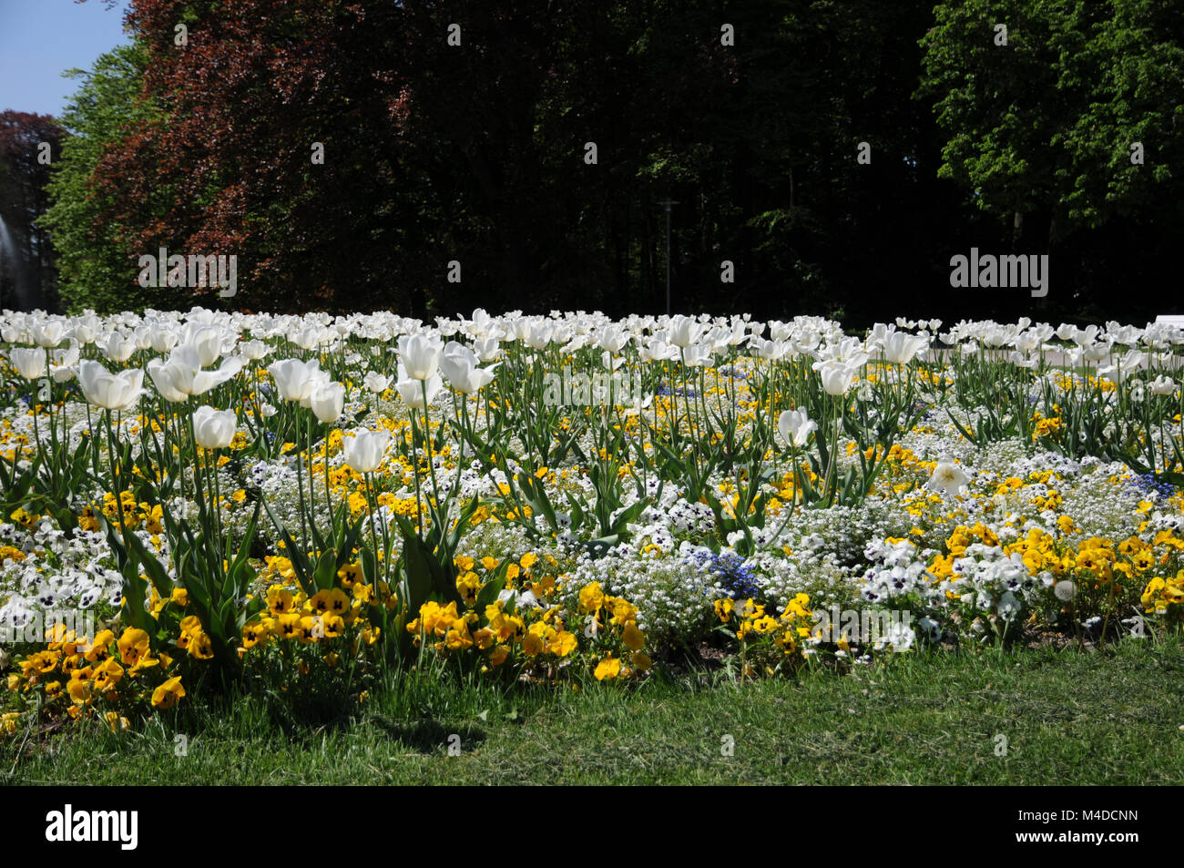 Tulipa White Triumphator, Lilyflowered Tulip Stock Photo - Alamy