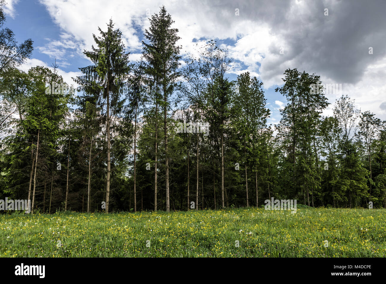 Switzerland forest hi-res stock photography and images - Alamy