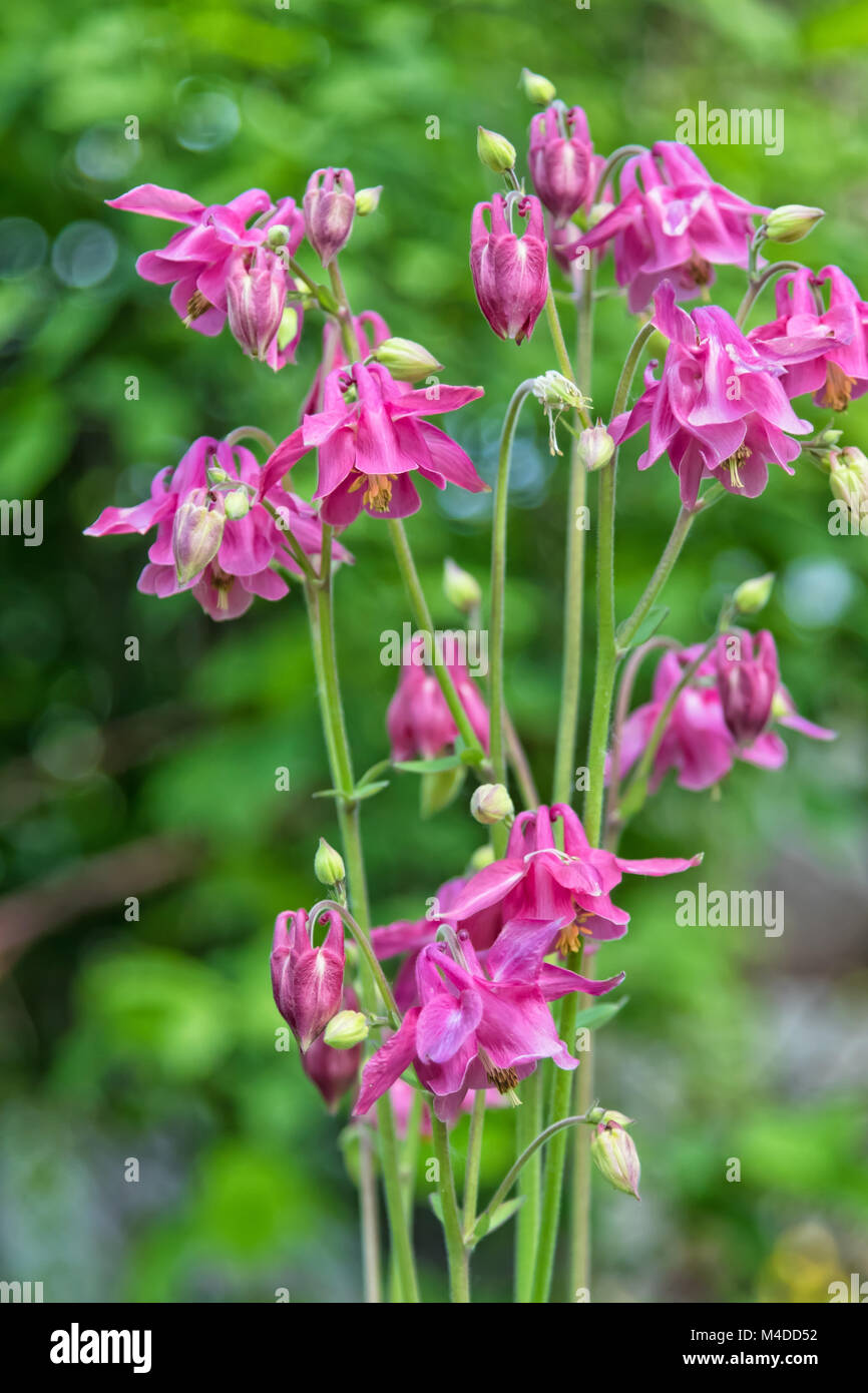 Purple bluebells background hi-res stock photography and images - Alamy