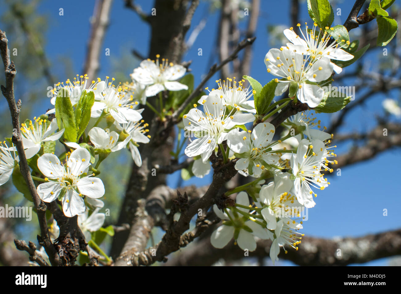 Flowering plum blossoms Stock Photo - Alamy