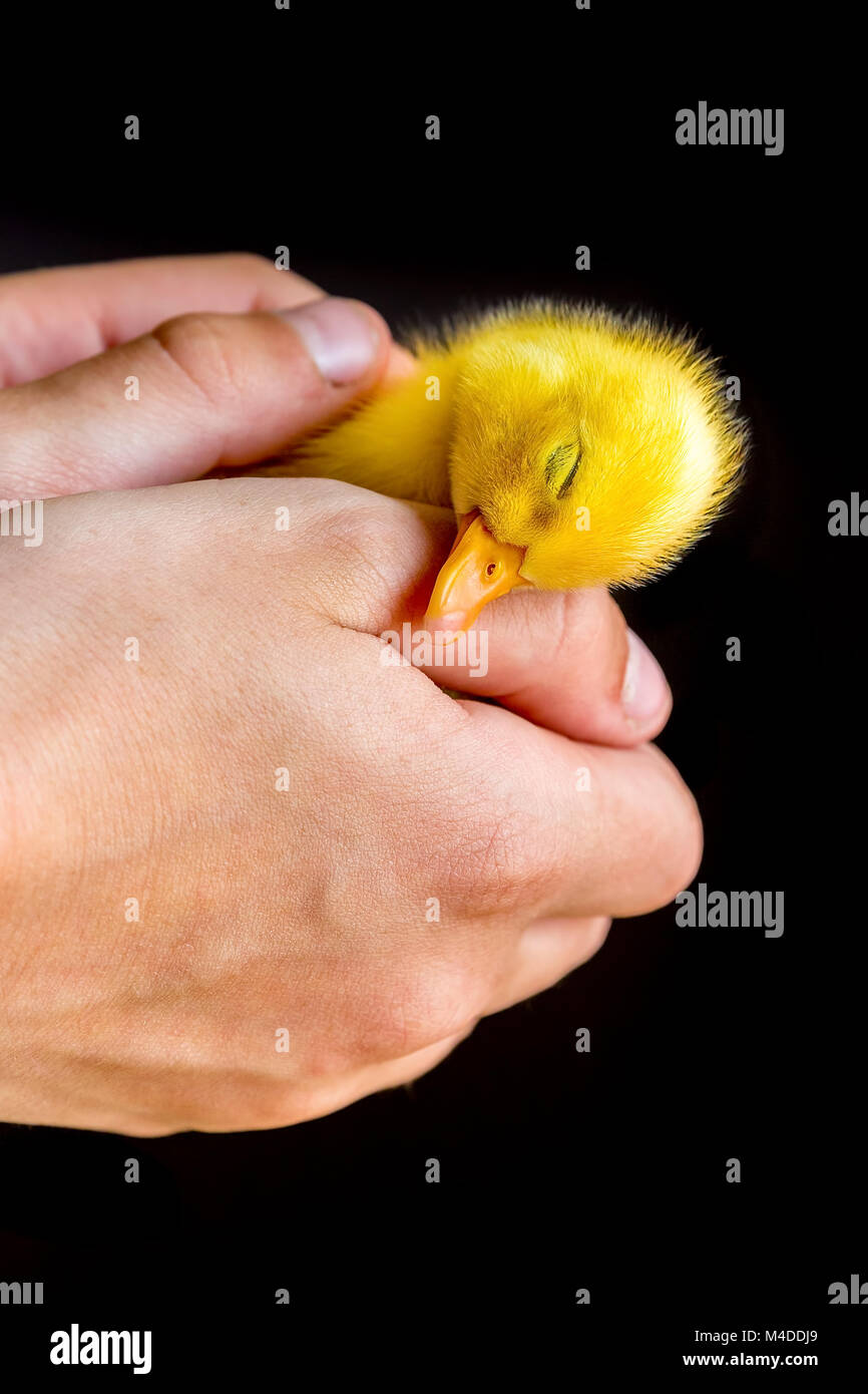 Human breeding hi-res stock photography and images - Alamy