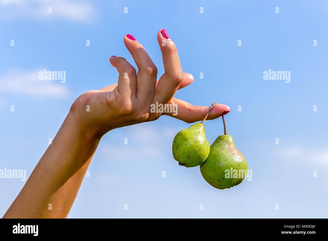 Hand holding two hanging green pears in blue sky Stock Photo - Alamy