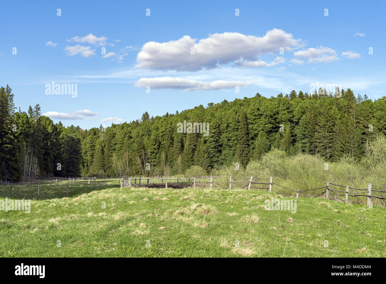 Meadow at forest edge hi-res stock photography and images - Alamy